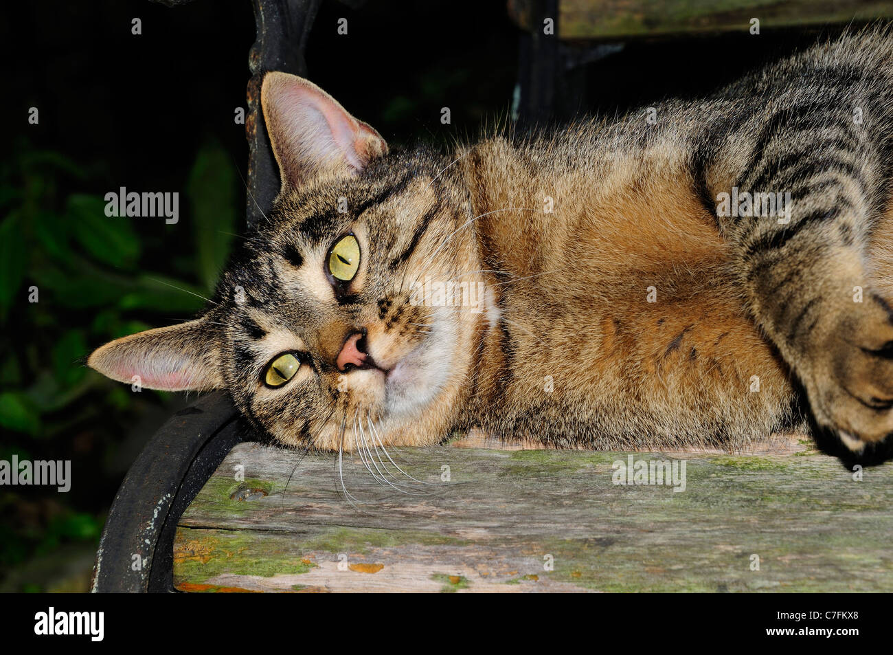 Tabby cat laying on bench Stock Photo - Alamy