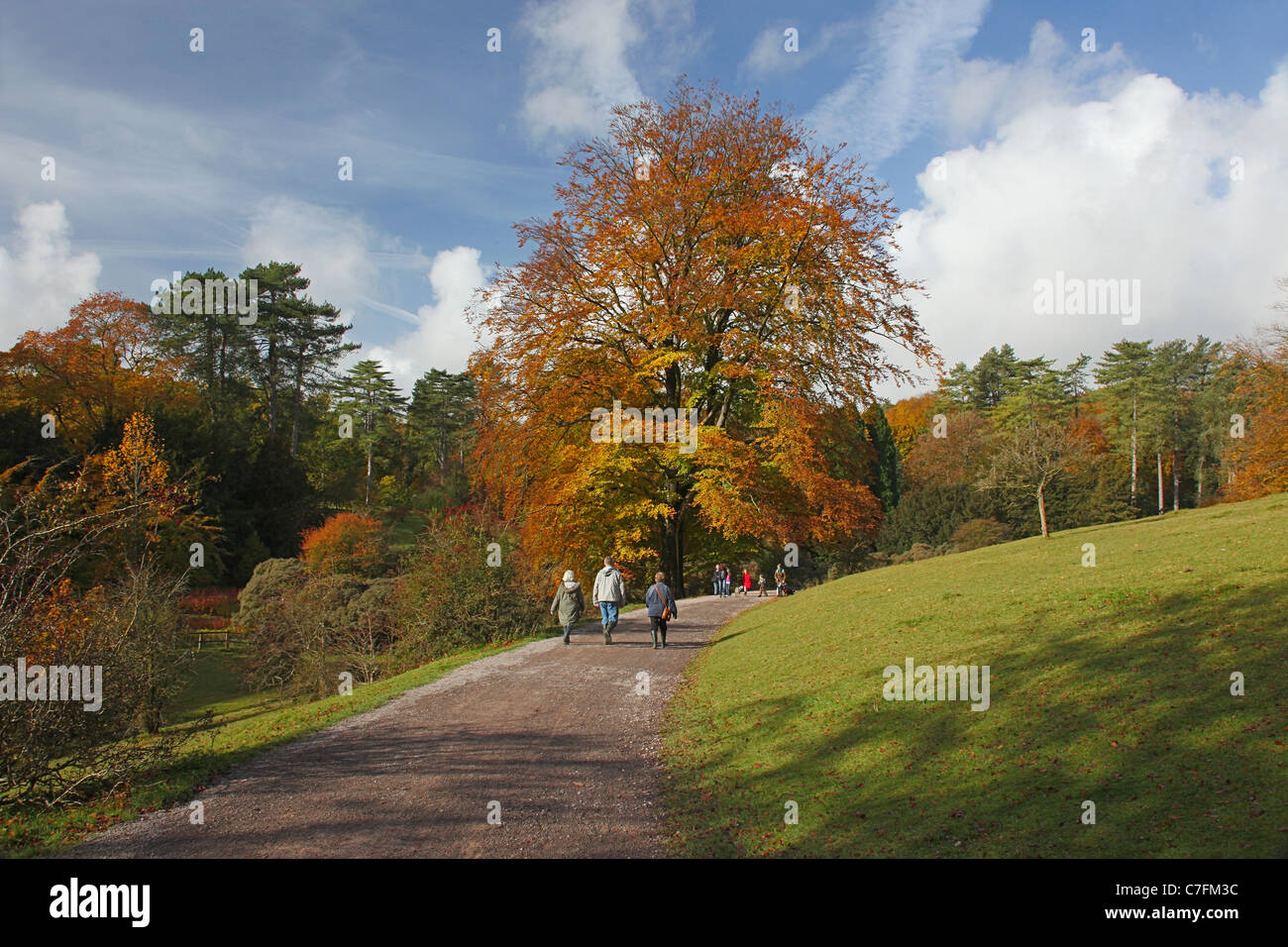 Westonbirt arboretum trees hi-res stock photography and images - Alamy