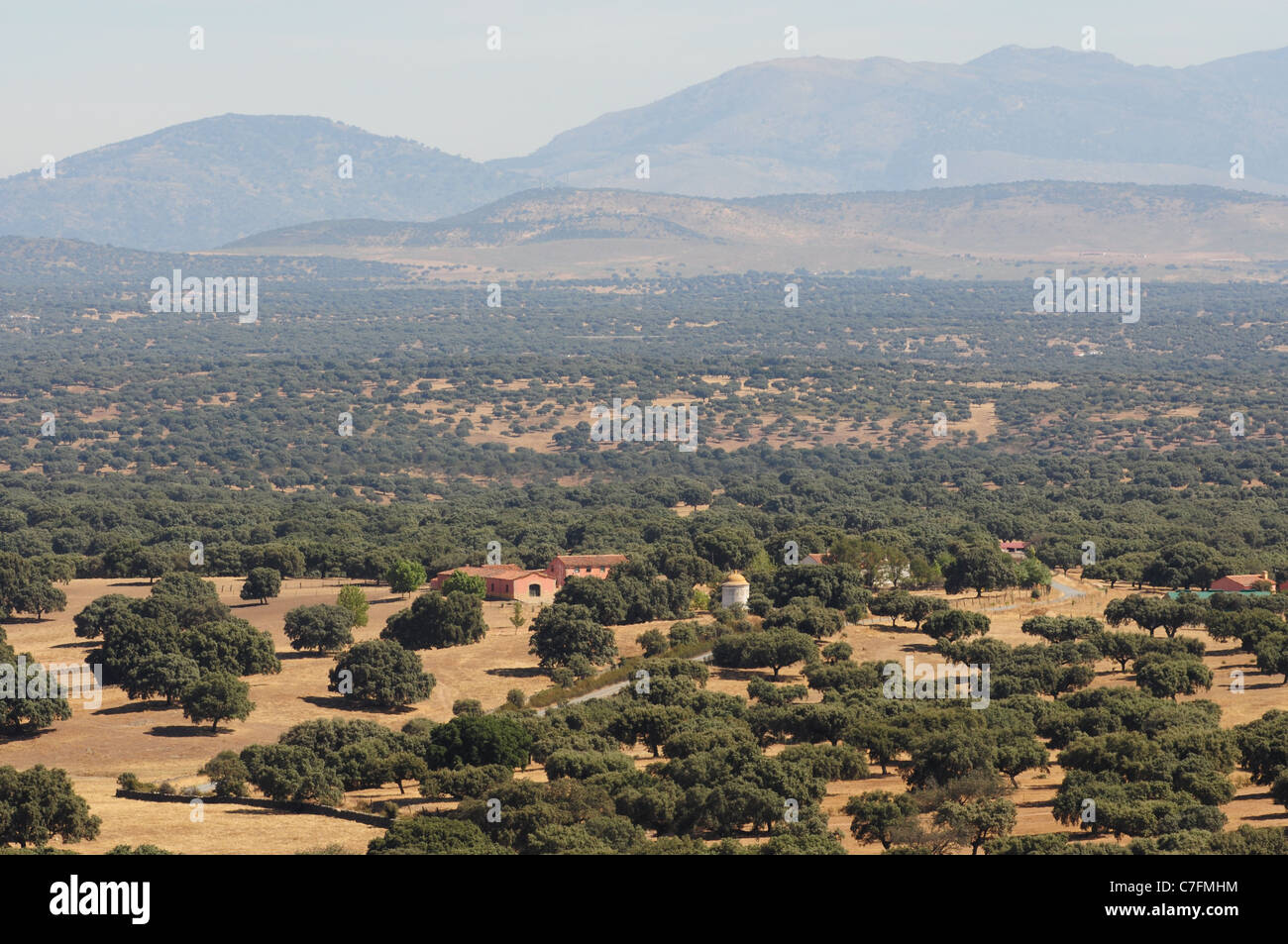 Spain cork oak hi-res stock photography and images - Alamy
