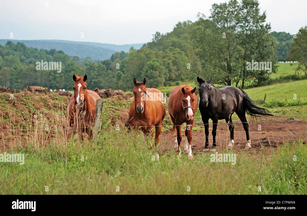 Four horses in the country Stock Photo - Alamy