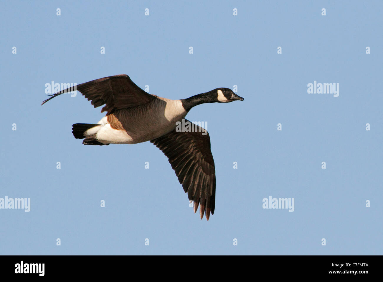 Canada goose flying hi-res stock photography and images - Alamy
