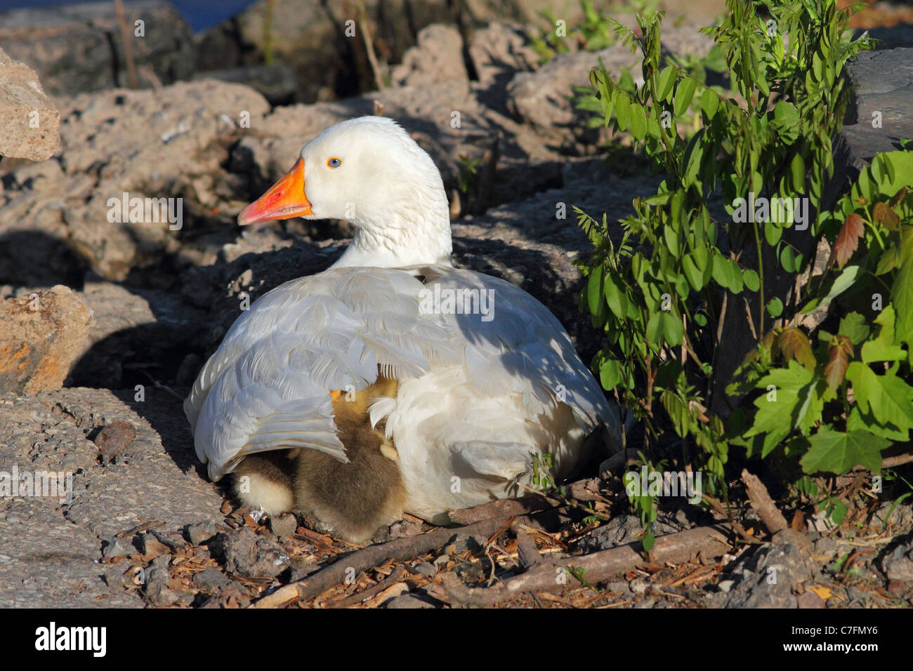 Goose protecting gosling Stock Photo - Alamy