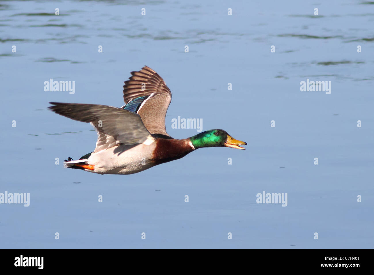 Male mallard in flight Stock Photo - Alamy
