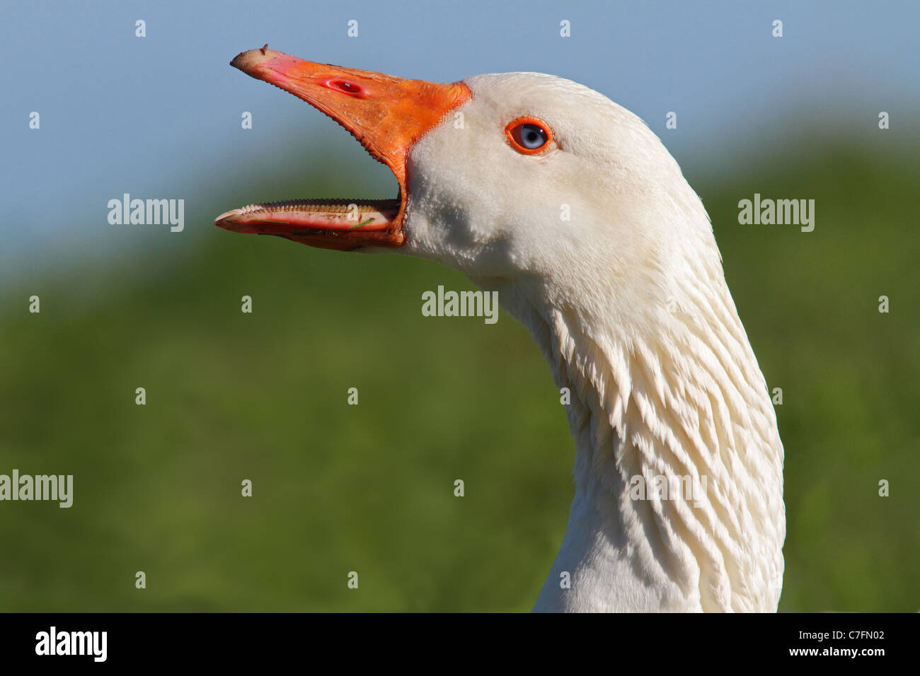 Long Neck Goose High Resolution Stock Photography and Images - Alamy