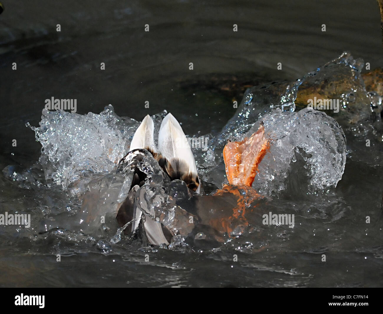 Duck swimming underwater hi-res stock photography and images - Alamy