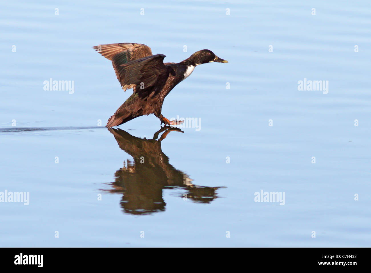 Duck landing on the water Stock Photo - Alamy