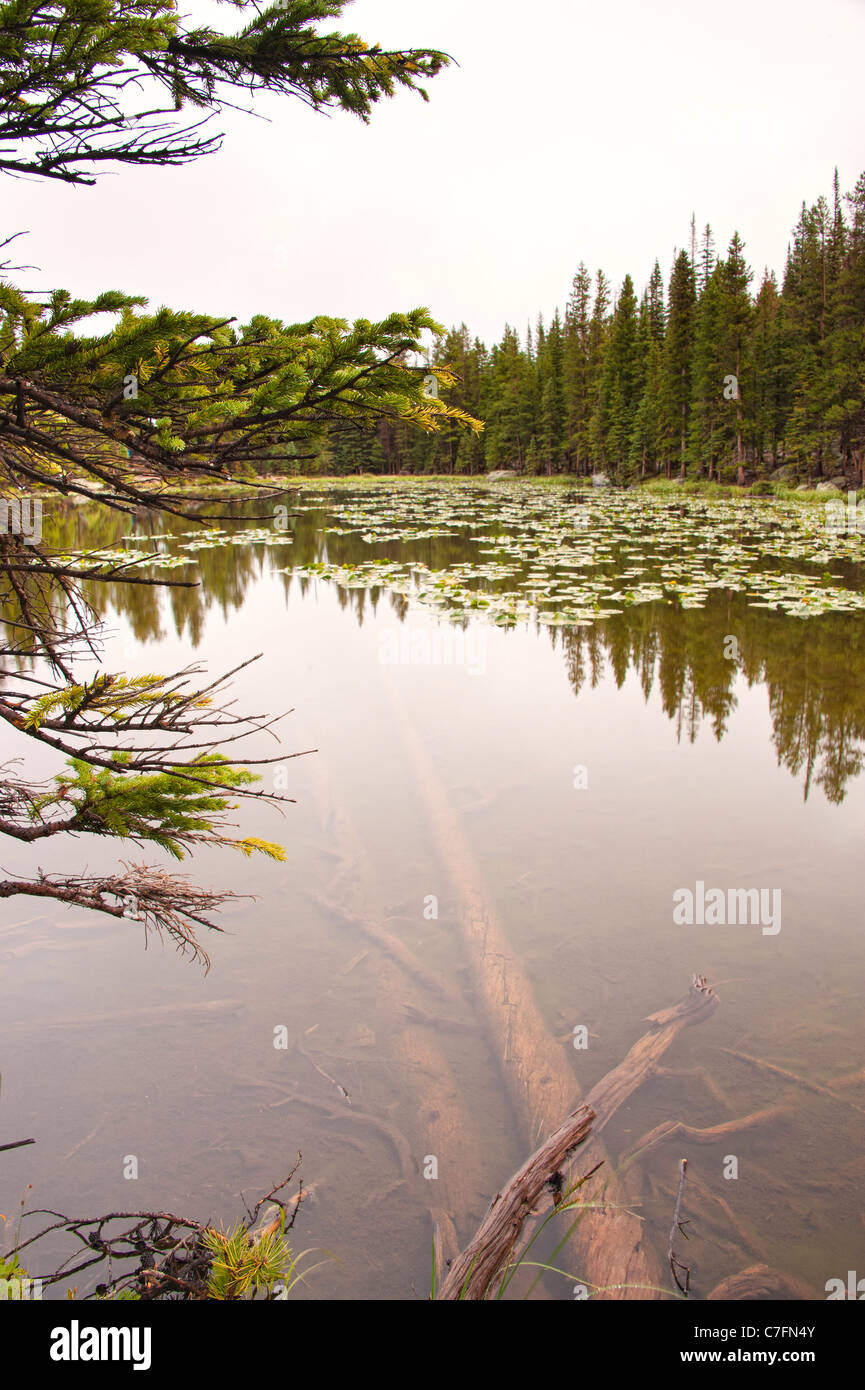 Nymph Lake, Rocky Mountain National Park, Colorado Stock Photo - Alamy