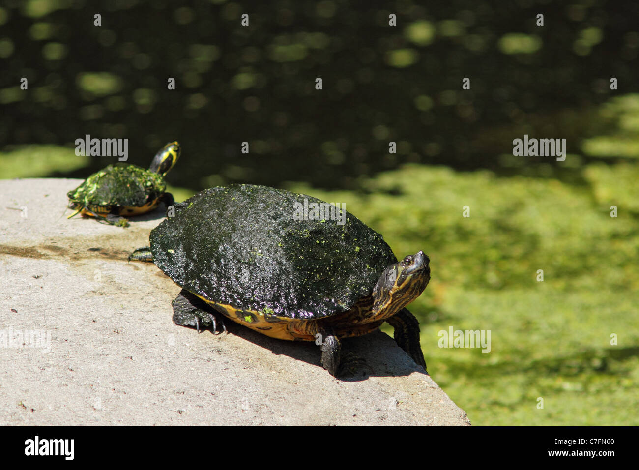 Turtle with algae on shell hi-res stock photography and images - Alamy