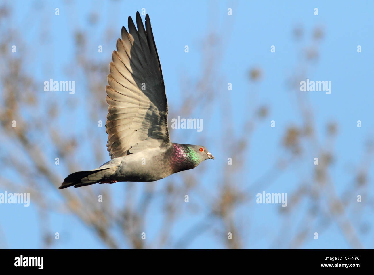 Flying rock hi-res stock photography and images - Alamy