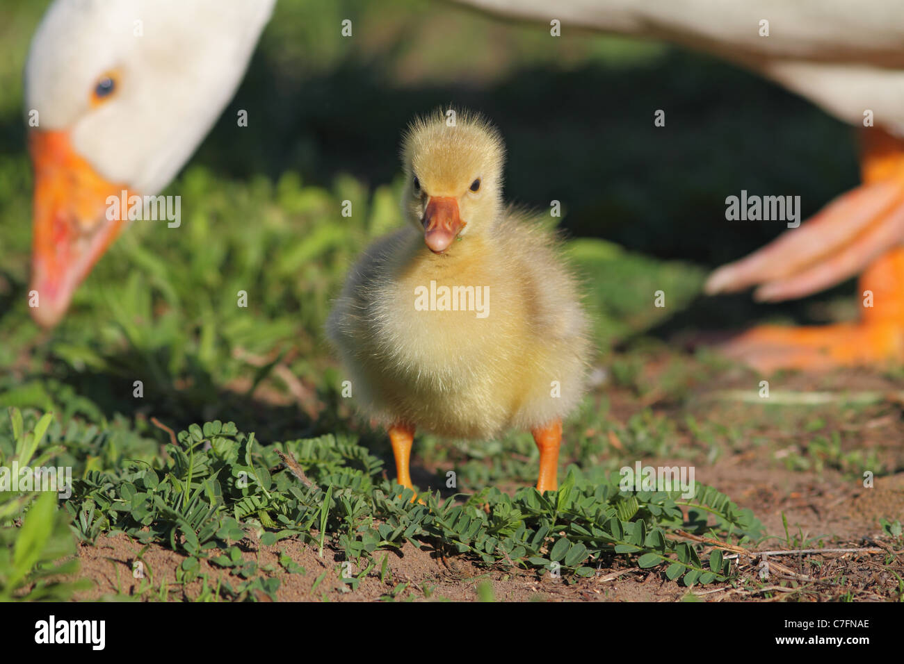 Gosling and mother hi-res stock photography and images - Alamy