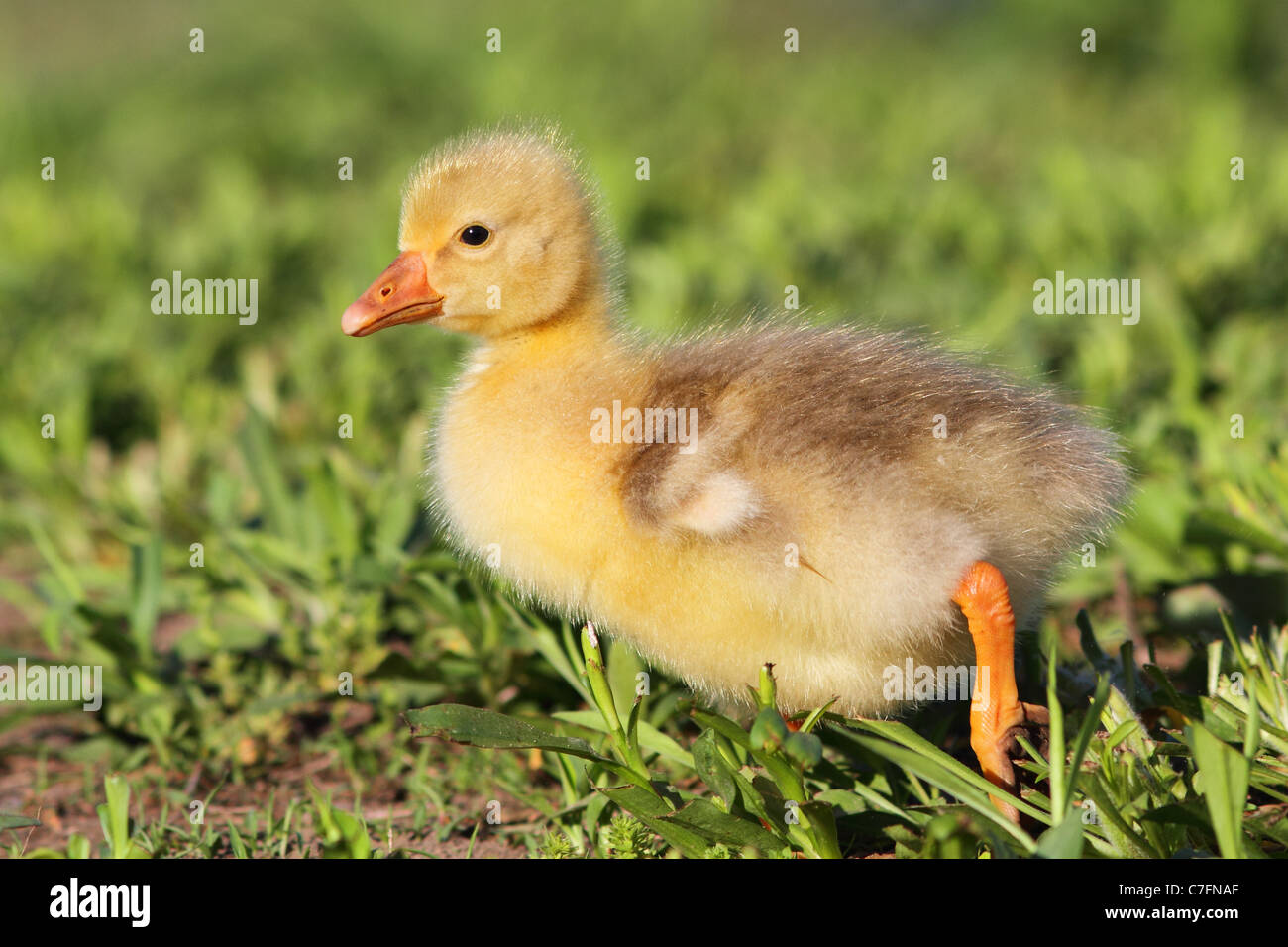 Goose ball hi-res stock photography and images - Alamy