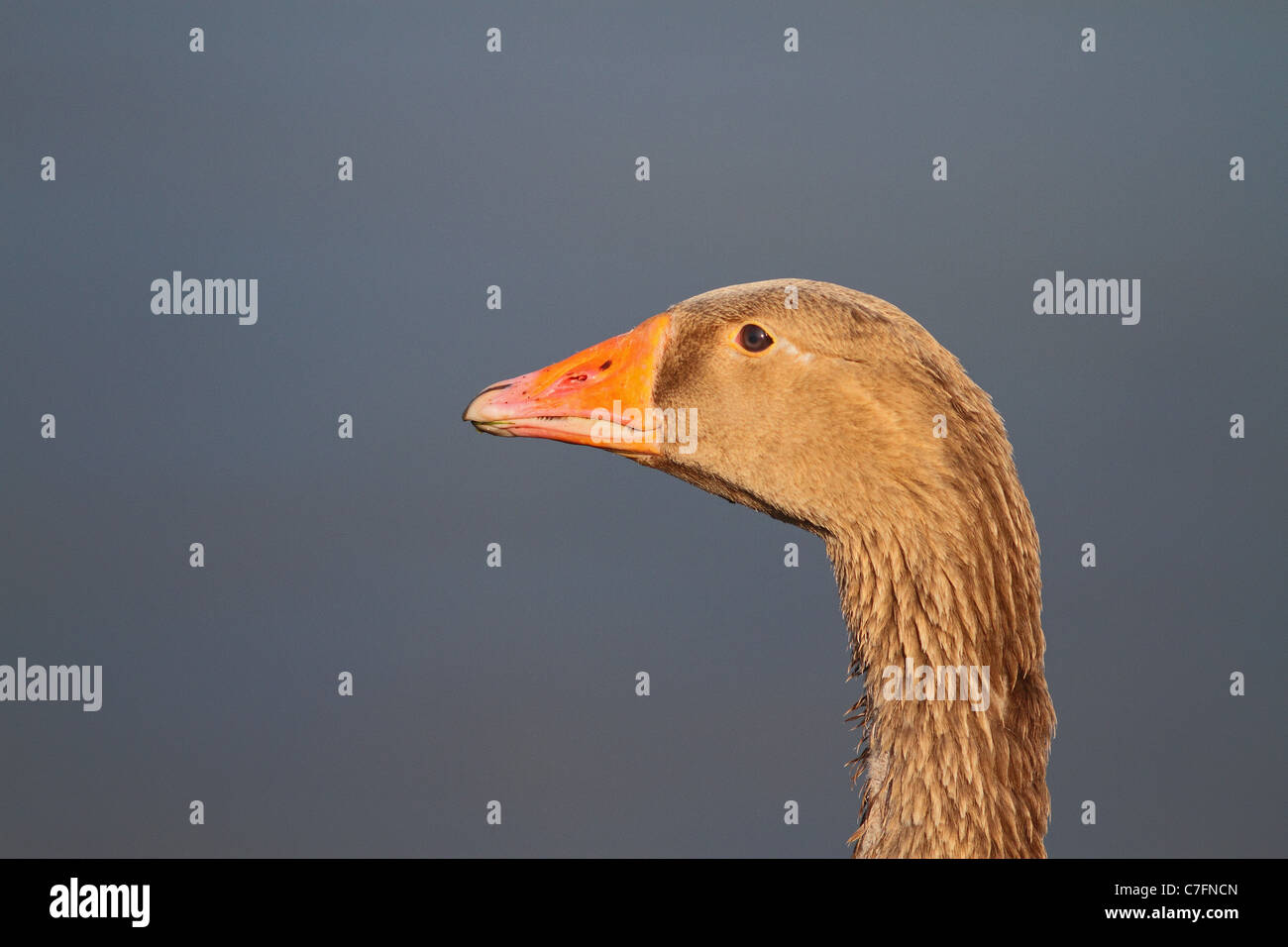 Tan geese hi-res stock photography and images - Alamy