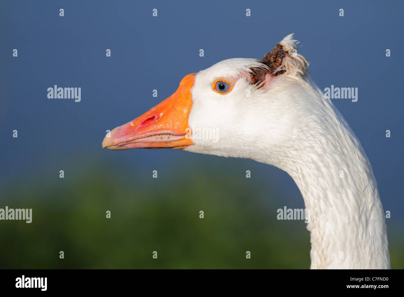 Injured goose injured bird hi-res stock photography and images - Alamy