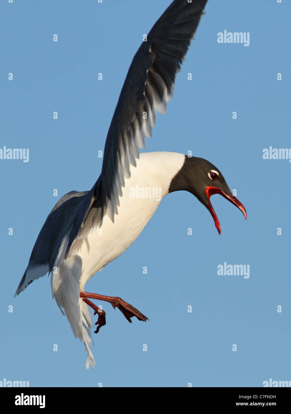 Gull seagull flight flying landing hi-res stock photography and images ...