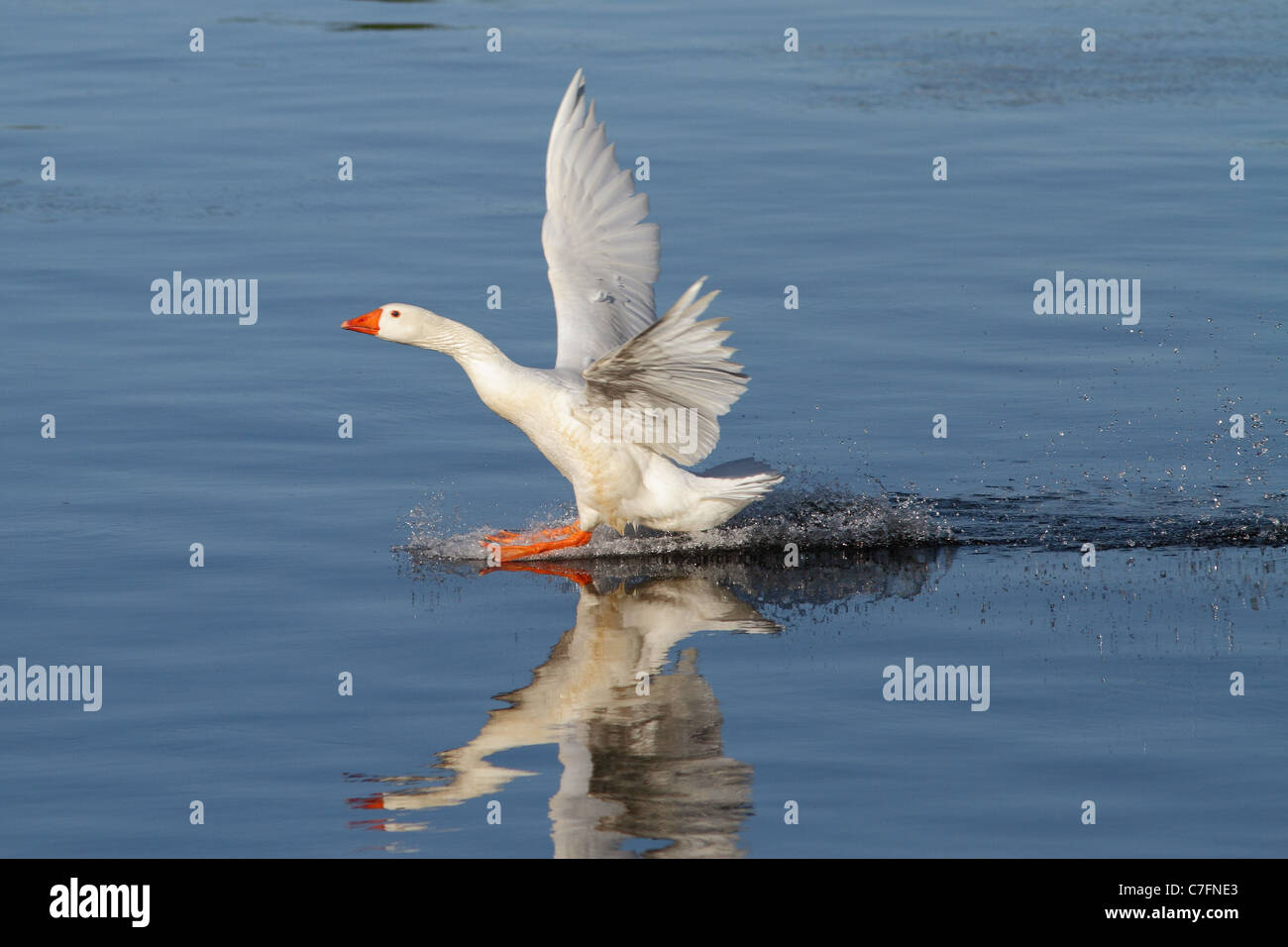Goose landing water hi-res stock photography and images - Alamy