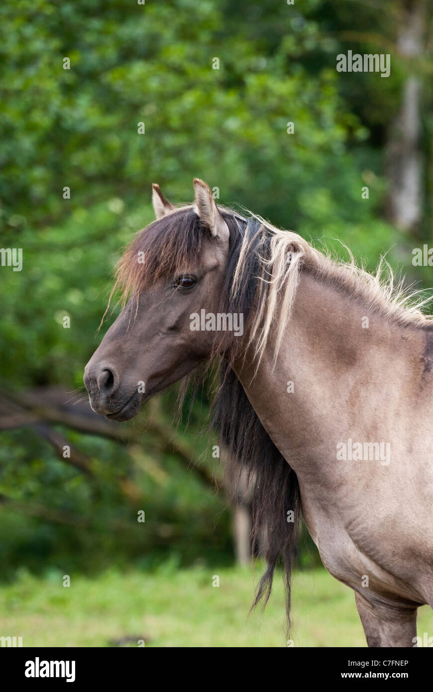 Dülmen Duelmen horse pony ponies Germany German Stock Photo - Alamy