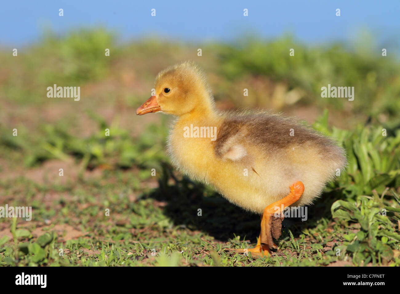 Gosling babies hi-res stock photography and images - Alamy