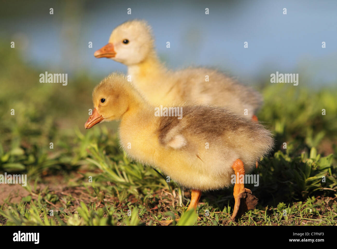 Gosling goslings hi-res stock photography and images - Alamy