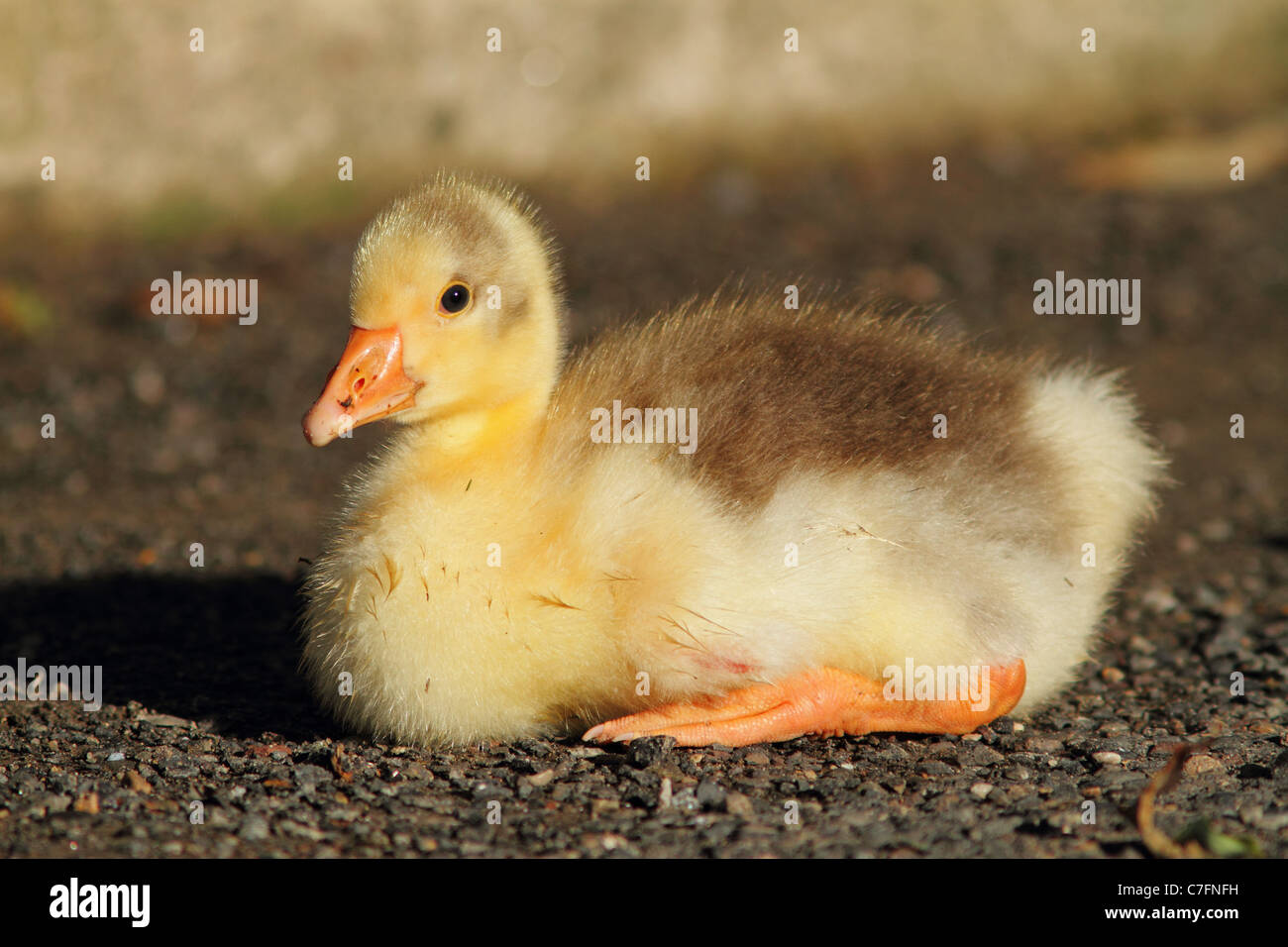 Gosling goslings hi-res stock photography and images - Alamy