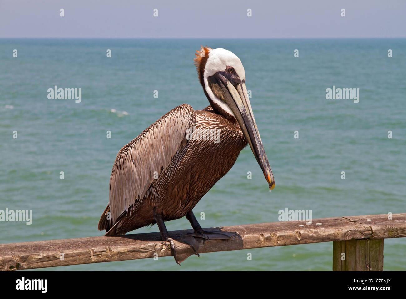 Pelican perch hi-res stock photography and images - Alamy