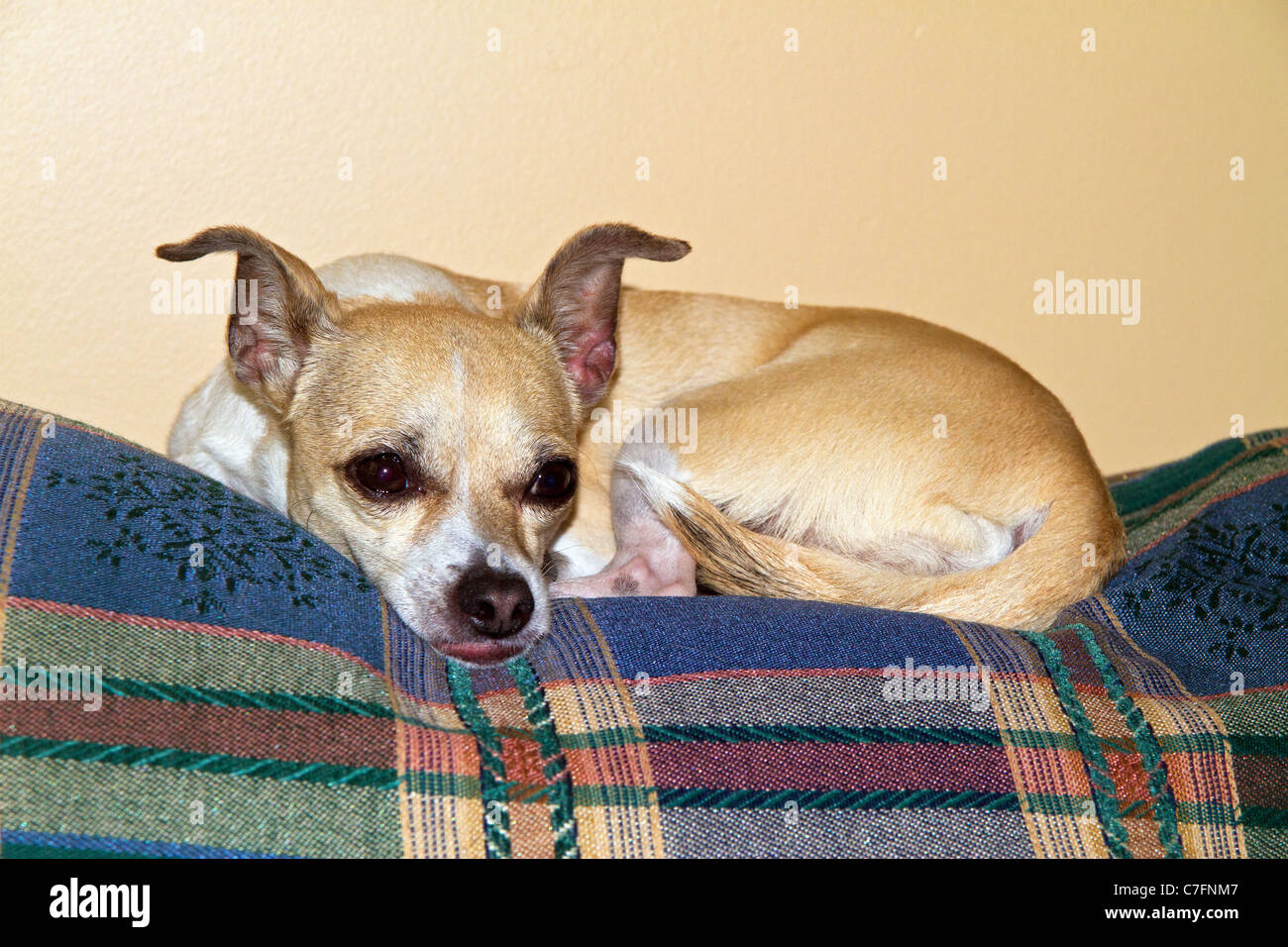 Dog tired at rest hi-res stock photography and images - Alamy