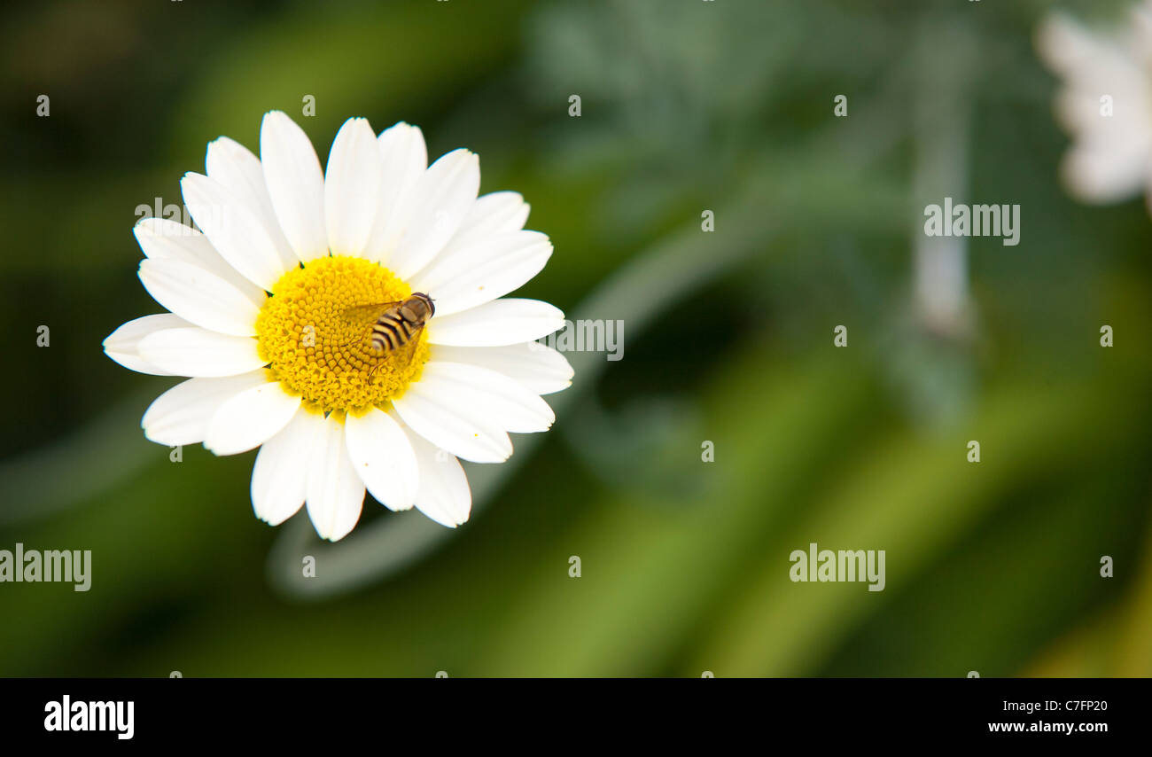 Daisy and wasp hi-res stock photography and images - Alamy
