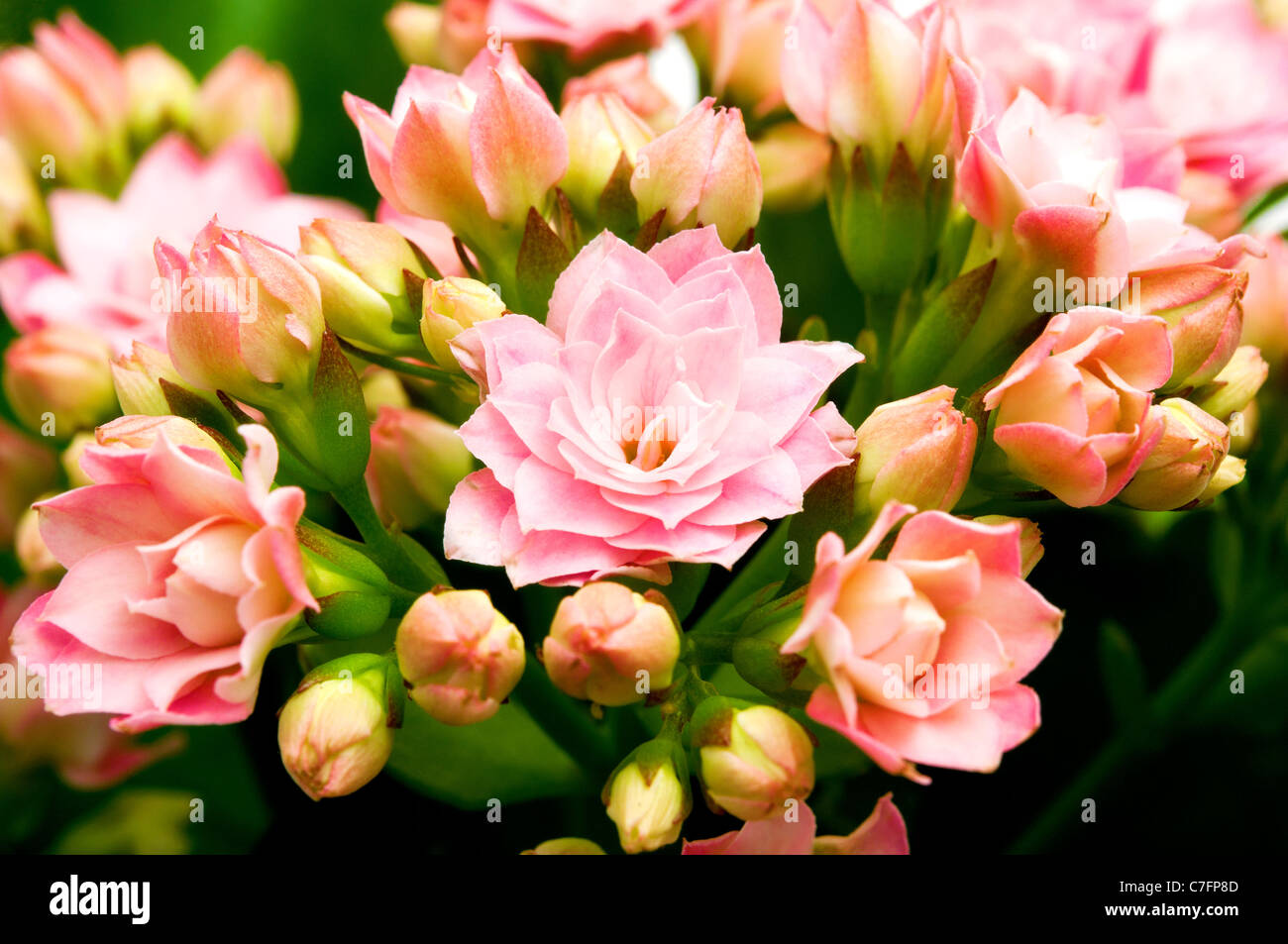 Calandiva High Resolution Stock Photography and Images - Alamy