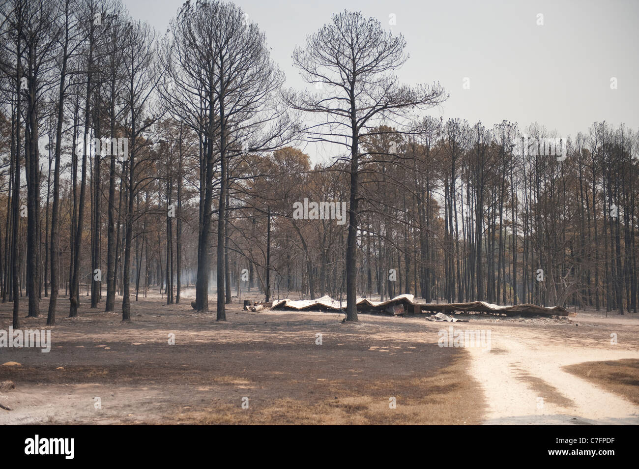 Charred trees and collapsed metal building remain after wildfire burned ...