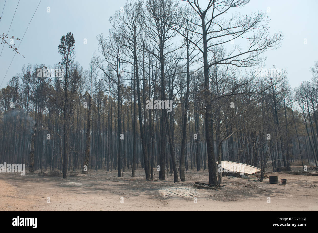 Charred trees remain after wildfire burned through pine forest in rural ...