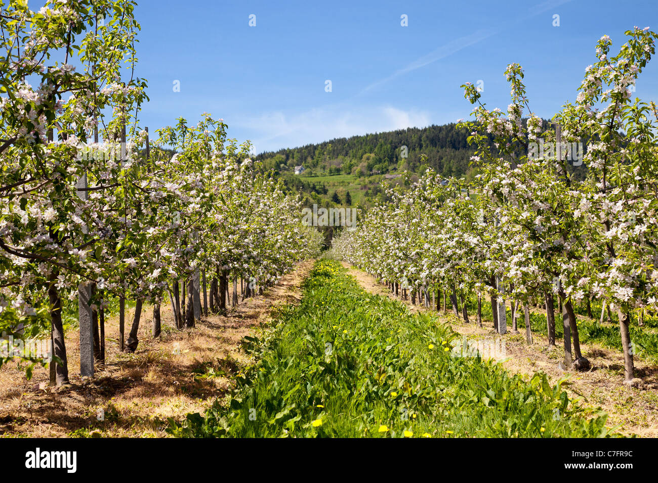 Apple orchard with storm clouds hi-res stock photography and images - Alamy