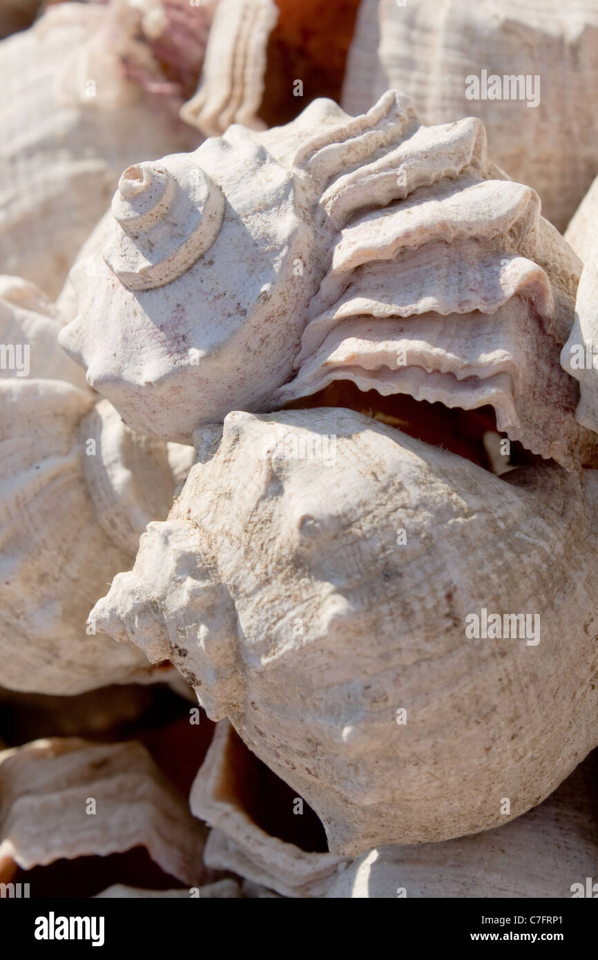 Seashell Rapana venosa (Lat) on beach Stock Photo - Alamy