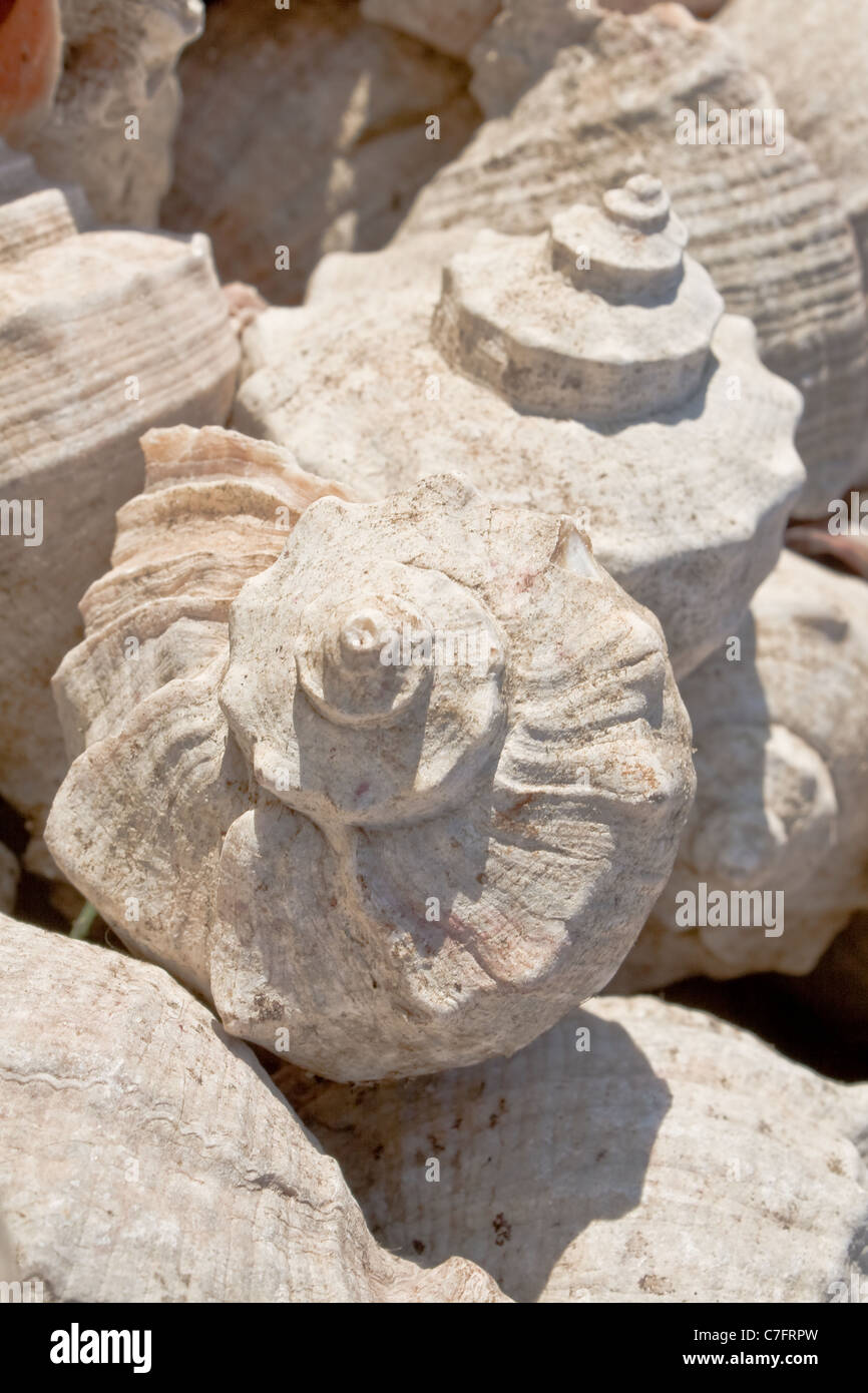Seashell Rapana venosa (Lat) on beach Stock Photo - Alamy