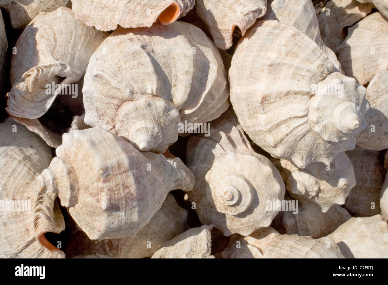 Seashell Rapana venosa (Lat) on beach Stock Photo - Alamy