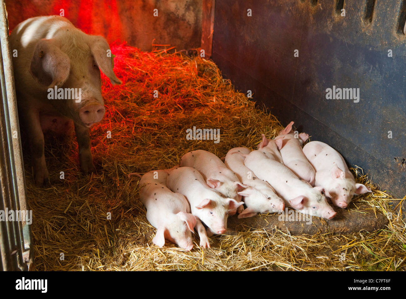 Livestock piglets hi-res stock photography and images - Alamy