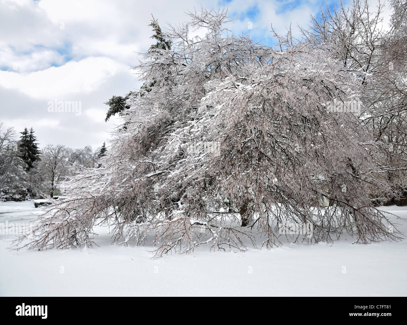 trees after ice storm Stock Photo - Alamy