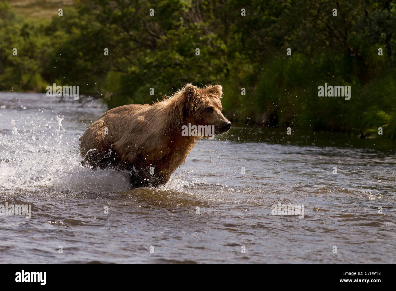Brown Bear cub, Ursus Arctos chasing through the river Stock Photo - Alamy
