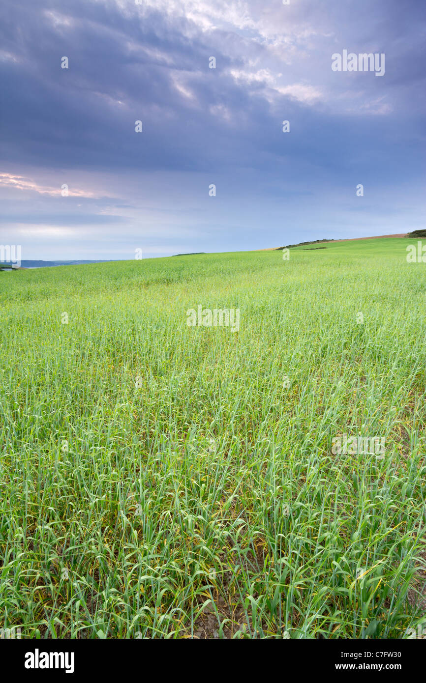 Farmed fields uk hi-res stock photography and images - Alamy