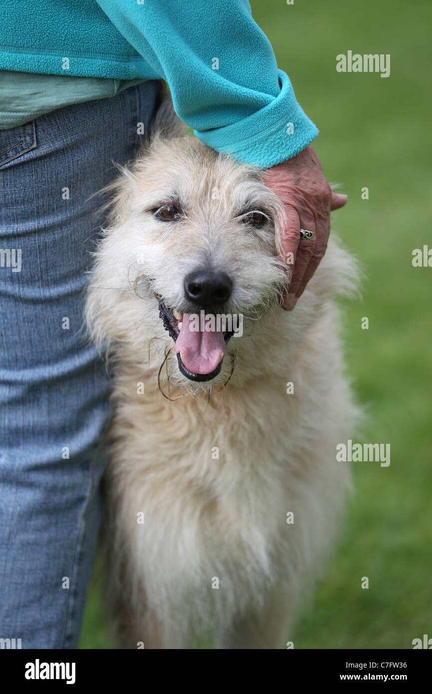 Lurcher puppy dog hi-res stock photography and images - Alamy