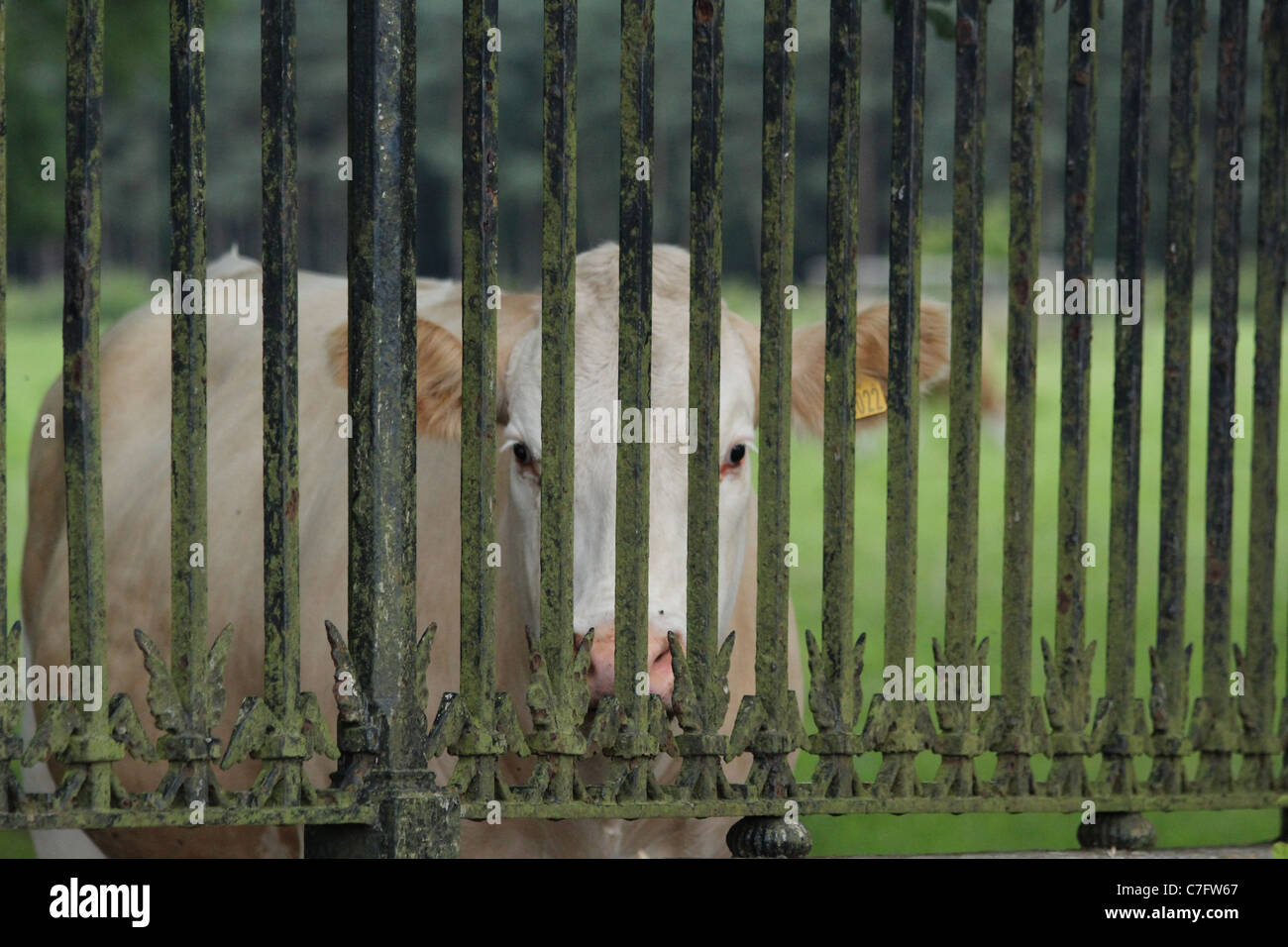 Cow behind hi-res stock photography and images - Alamy