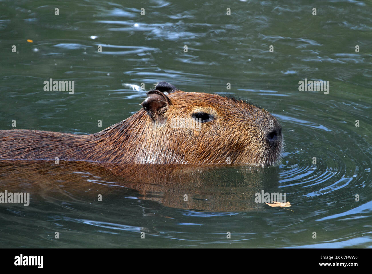 Capybara hi-res stock photography and images - Alamy