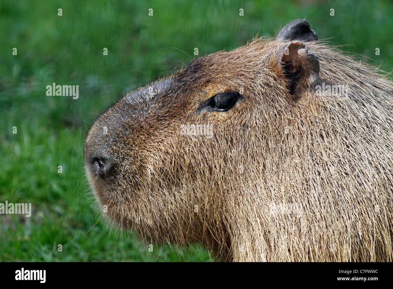 Captive capybara hi-res stock photography and images - Alamy