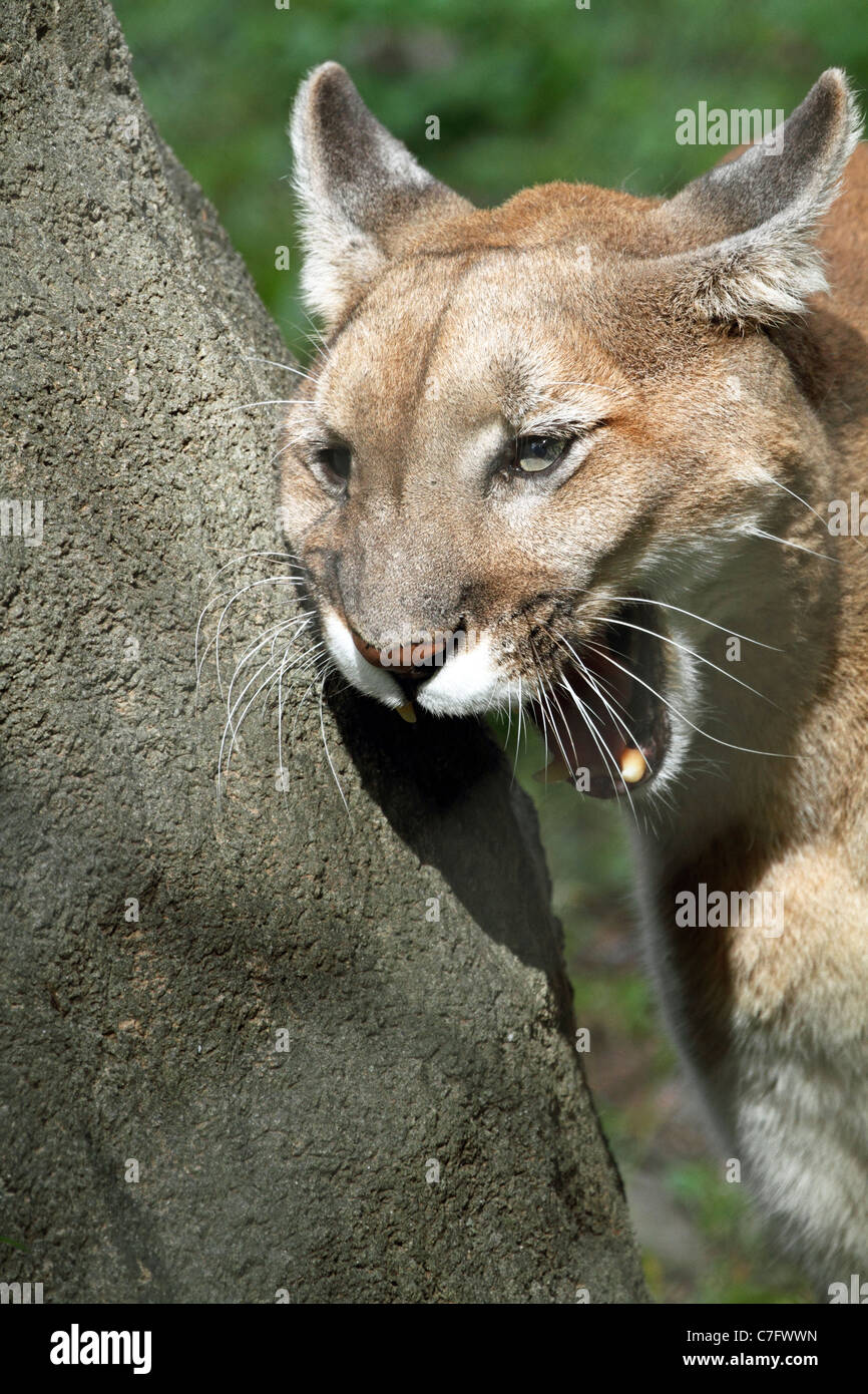 A Cougar, Puma concolor, yawning and rubbing against a rock. Turtleback ...
