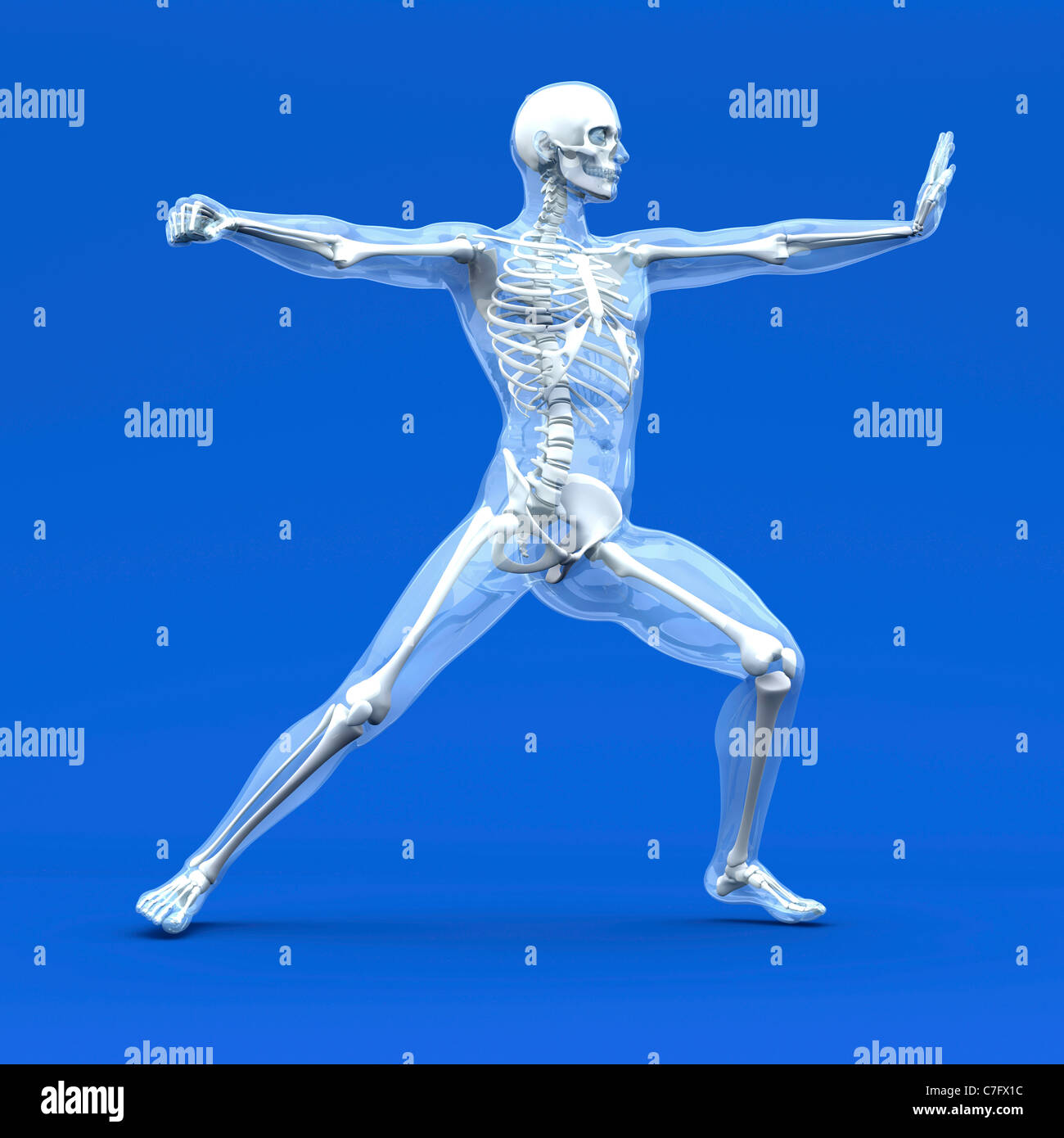 Anatomy - Martial arts Stock Photo - Alamy