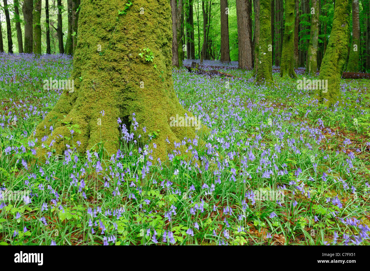Bluebell woodland ireland hi-res stock photography and images - Alamy