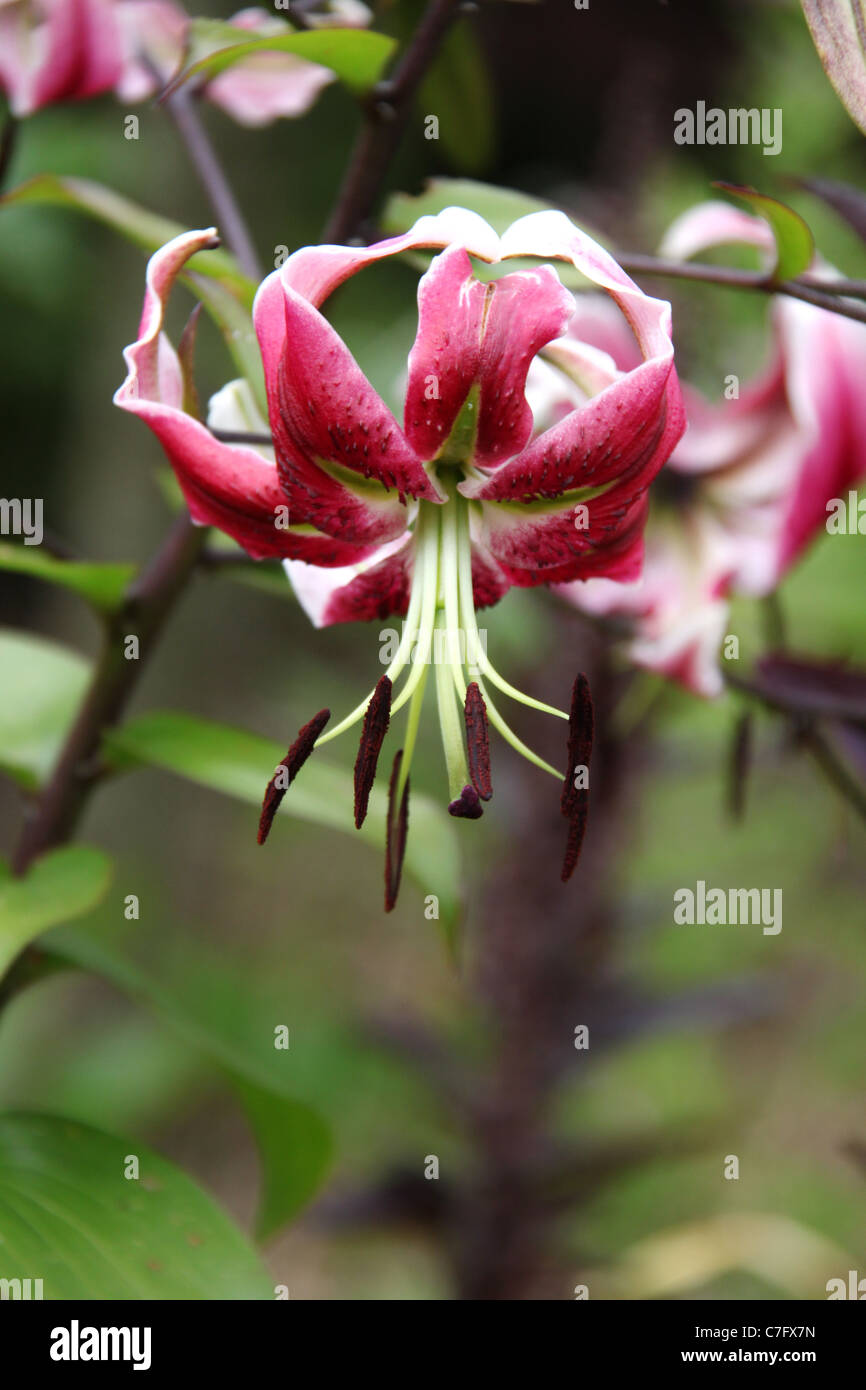 Red lily flower hi-res stock photography and images - Alamy
