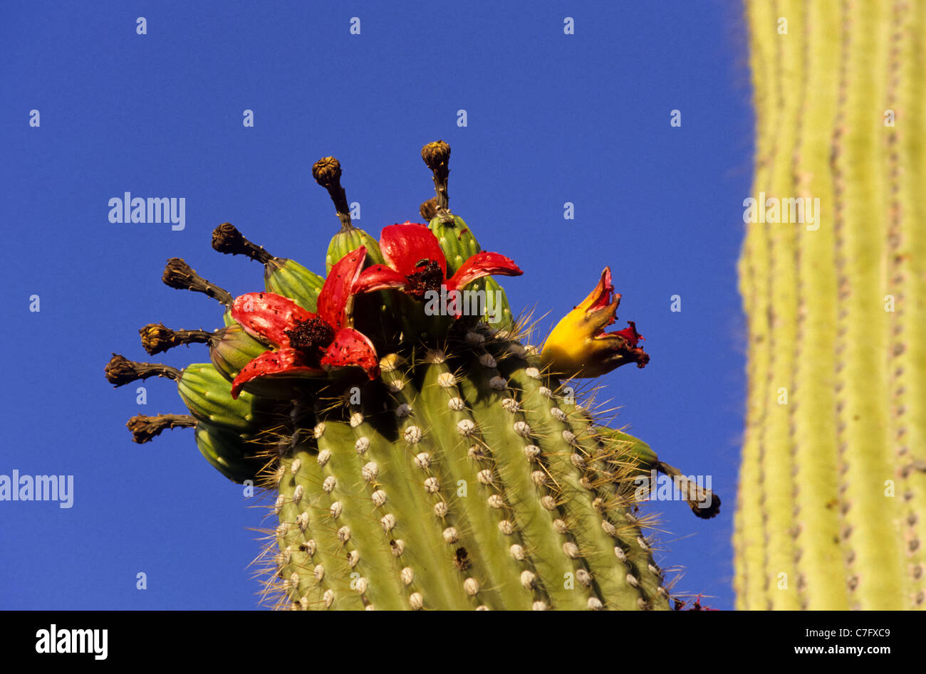 Saquaro Organ Pipe cactus flower in blom against clear blue sky Stock ...