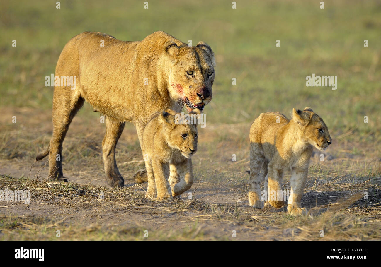 Lioness after hunting with cubs. The lioness with a blood-stained ...