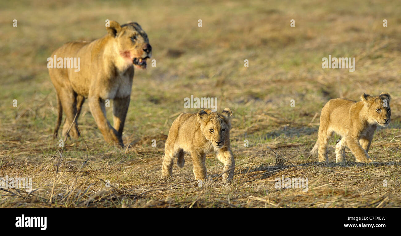 Lioness After Hunting