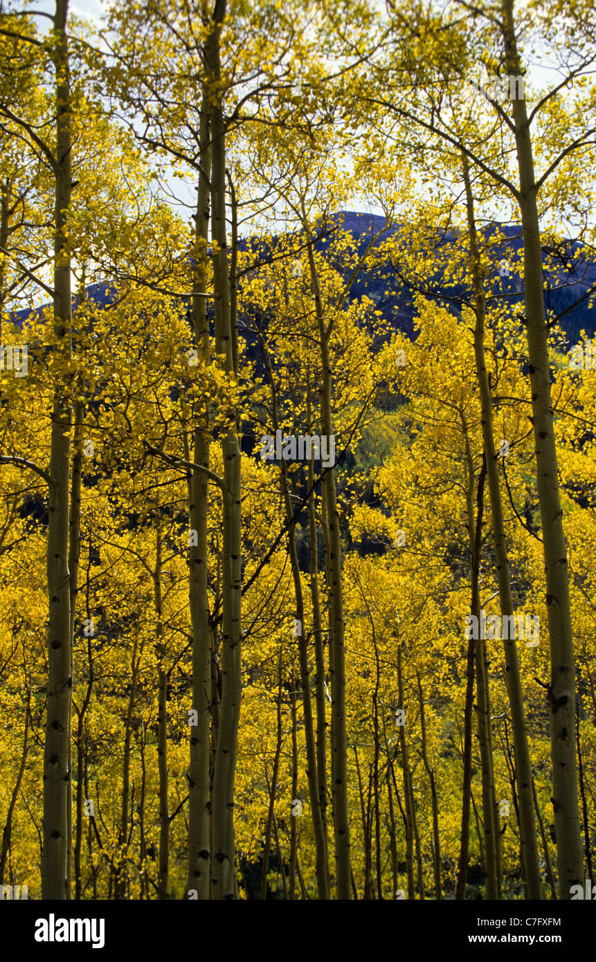 Aspen trees with yellow fall colors in Colorado, USA Stock Photo - Alamy