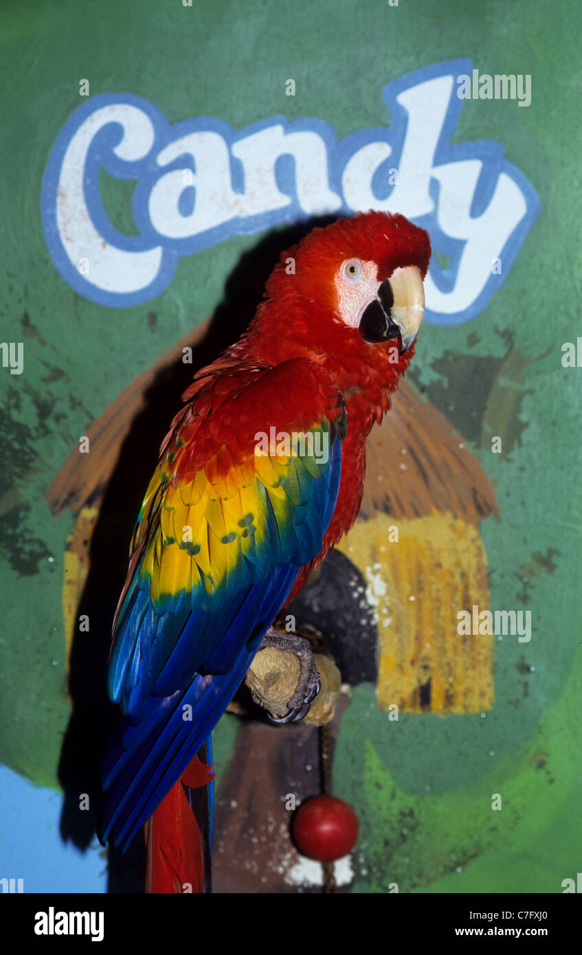 colorfull parrot at a parrot show in a zoo in Florida, USA Stock Photo ...